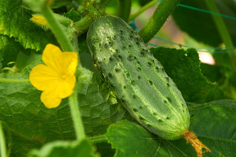 26 Rezepte zu Gurken - Einkochen, Haltbar machen